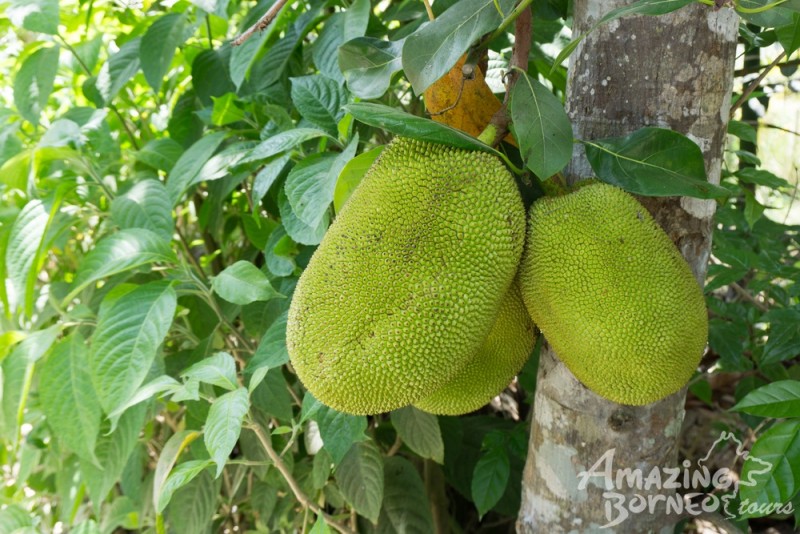 10 Bornean Fruits You Must Try Before You Die | Travelogue - Amazing ...